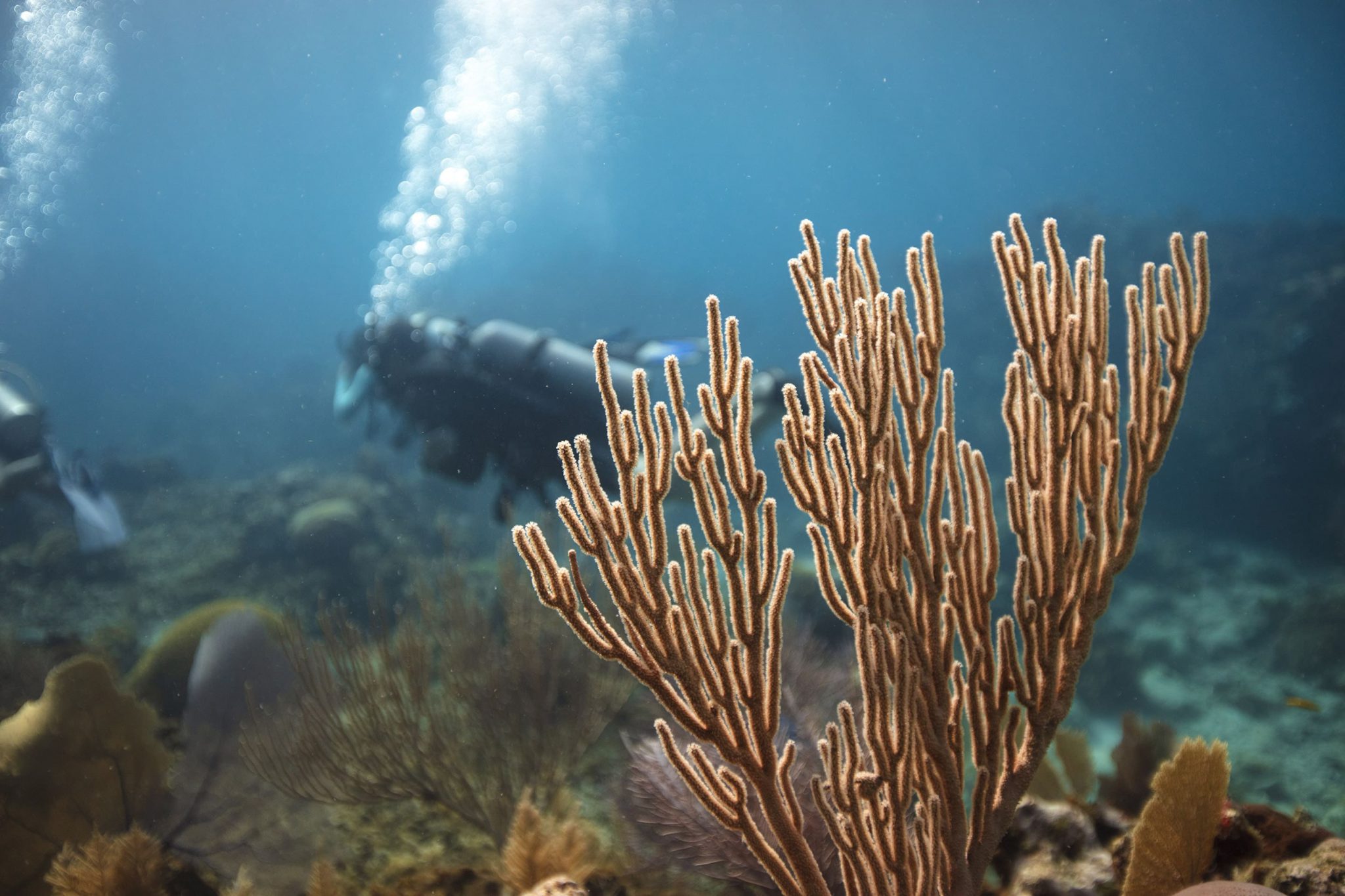 Coral Reef Conservation - Just Diving Mauritius