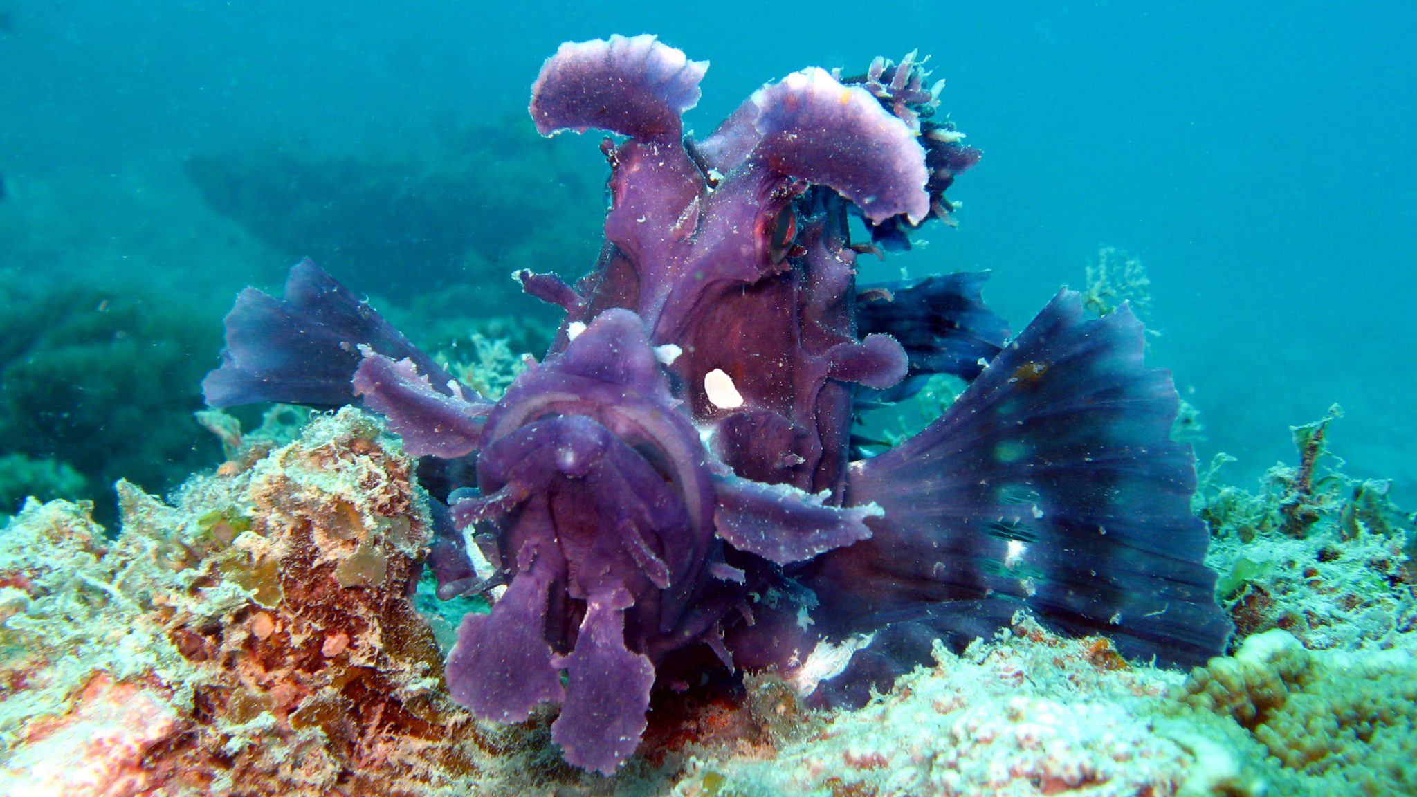 Identification des poissons - Just Diving Mauritius