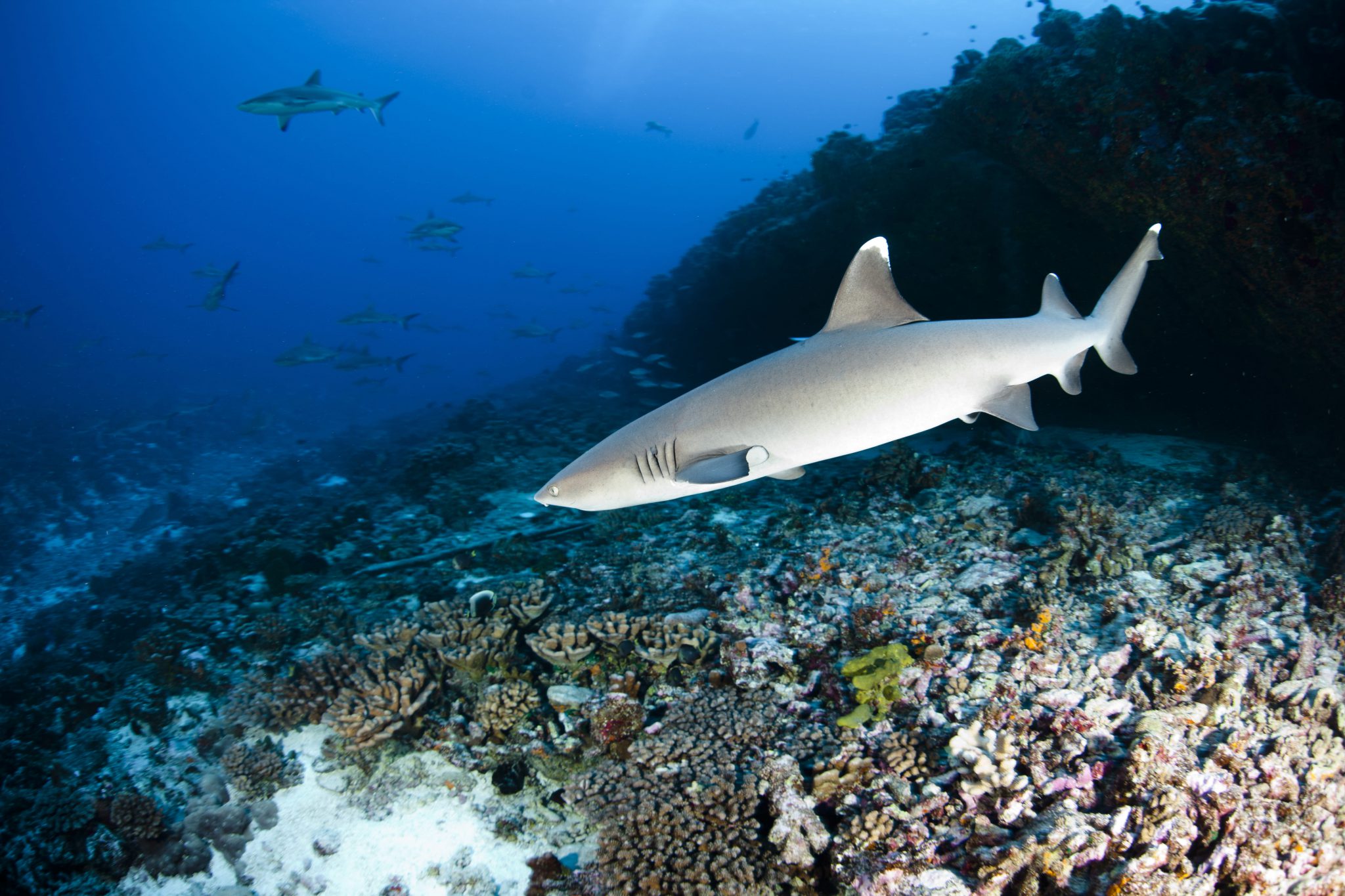 Flat Island Safari Sharks - Just Diving Mauritius