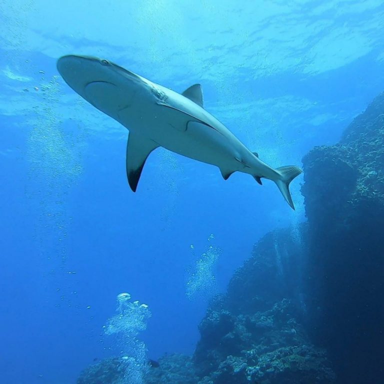 Flat Island Safari Sharks - Just Diving Mauritius